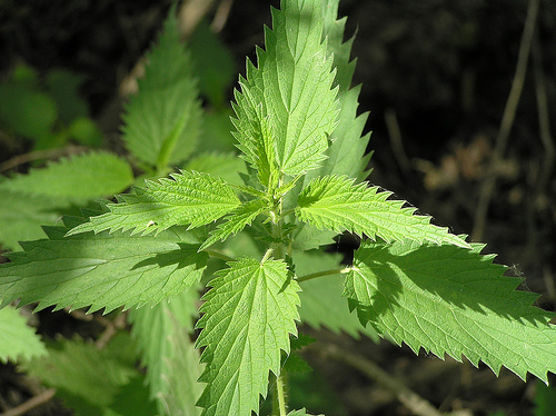 Poisonous Plants and Noxious Weeds - Your Hike Guide